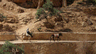 Messiah Ben David and Messiah Ben Joseph in Judaism - Jews for Jesus